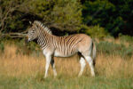 Quagga: Extinct Zebra Subspecies and Its Legacy | AnimalGator