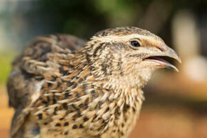 Quail: Discover the Fascinating World of Quail: Habits & Traits