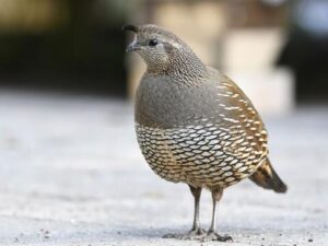 Quail: Discover the Fascinating World of Quail: Habits & Traits