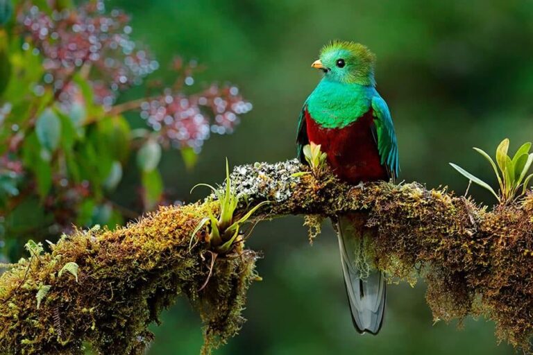 Discover the Quetzal: Beauty, Habitat, and Conservation
