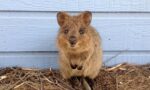 Quokka: Facts, Habitat, Diet, Behavior & Conservation Guide