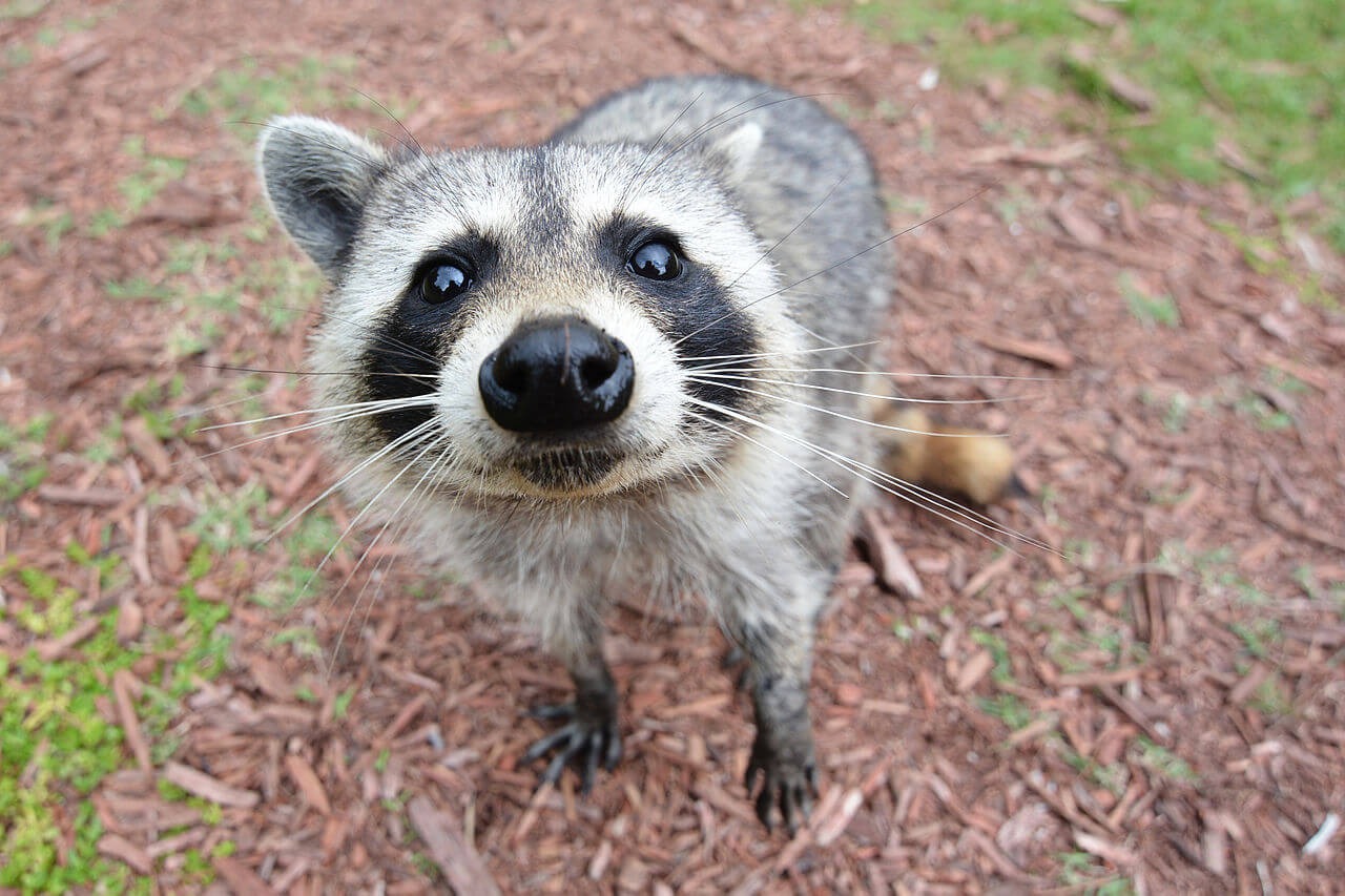 Raccoon: Behavior, Habitat, Diet, and Human Interaction