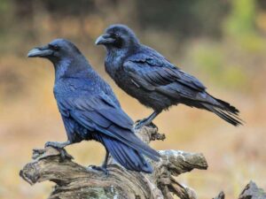 Discover the Fascinating World of Ravens: Nature's Geniuses