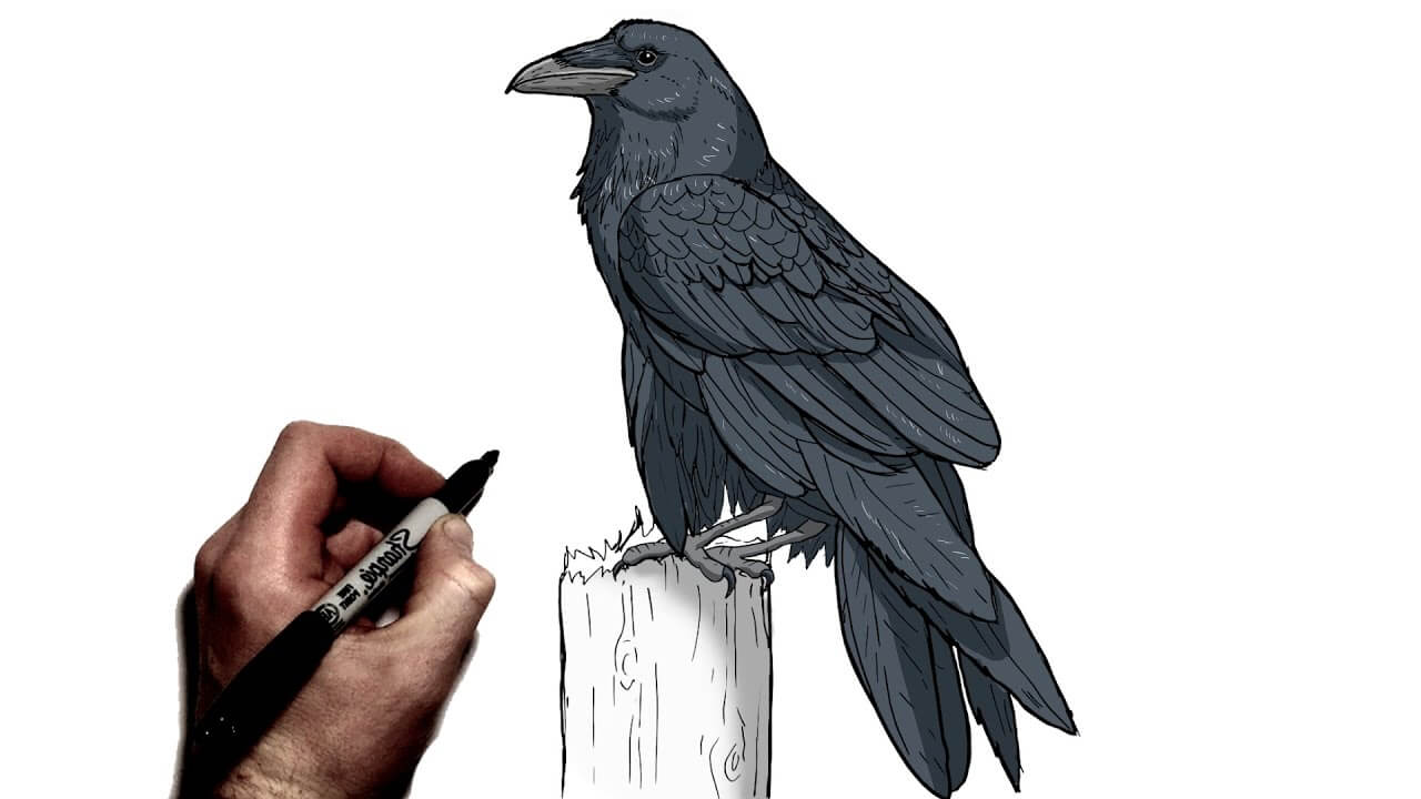 Discover the Fascinating World of Ravens: Nature's Geniuses
