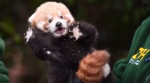 Red Panda: A Complete Guide to Its Life and Conservation