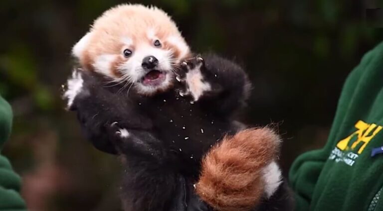 Red Panda: A Complete Guide to Its Life and Conservation