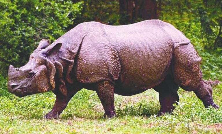 Discover the Rhinoceros: Facts, Habitats, and Conservation
