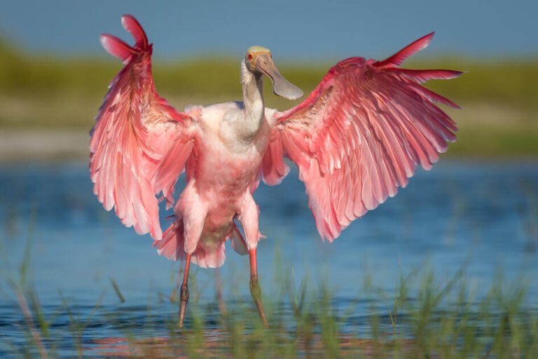 Roseate Spoonbill: Habitat, Behavior, and More | AnimalGator