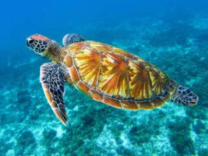 Sea Turtles: Facts, Habitat, Behavior & Conservation