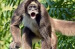 Spider Monkeys: Traits, Habitat, and Conservation
