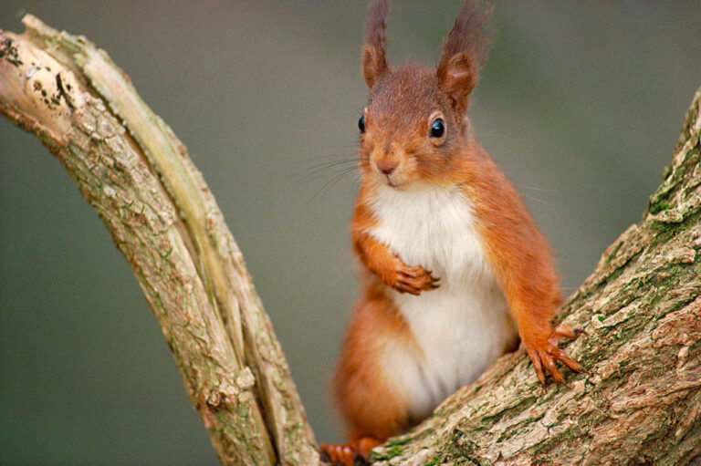 Squirrels: Behavior, Habitat, Diet, and Conservation