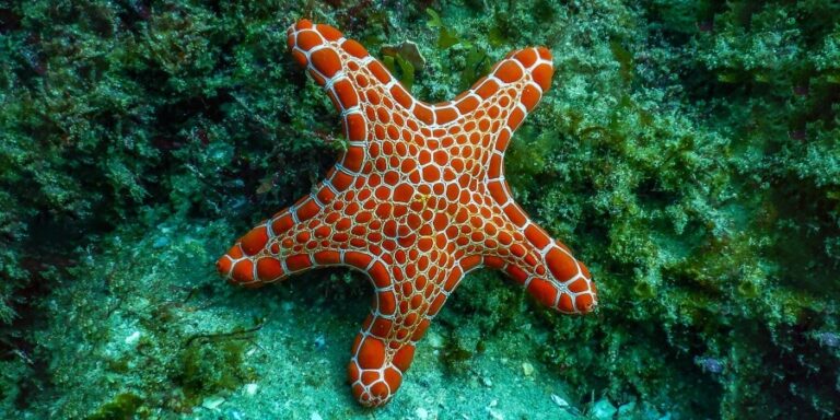 Fascinating Facts About Starfish: Nature's Ocean Stars - Animal Gator