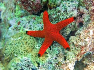 Fascinating Facts About Starfish: Nature's Ocean Stars - Animal Gator