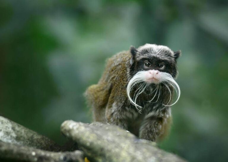 Discover the Fascinating World of Tamarins: Nature's Gems