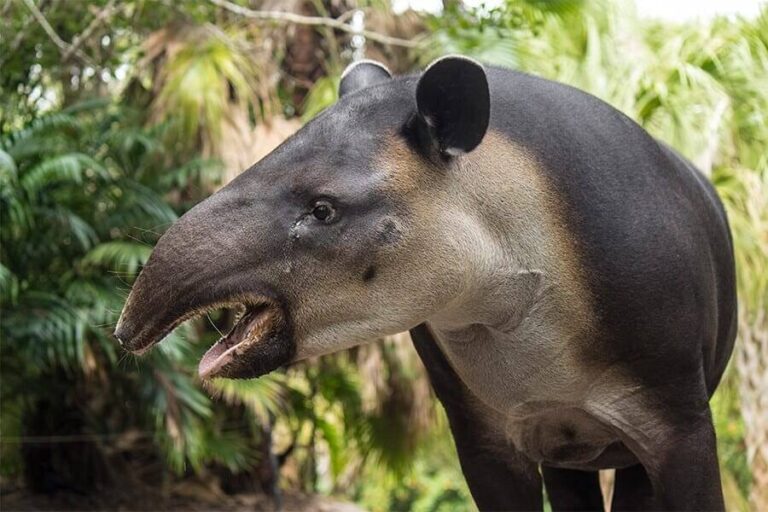 Discover the Fascinating World of Tapirs: Nature's Survivors