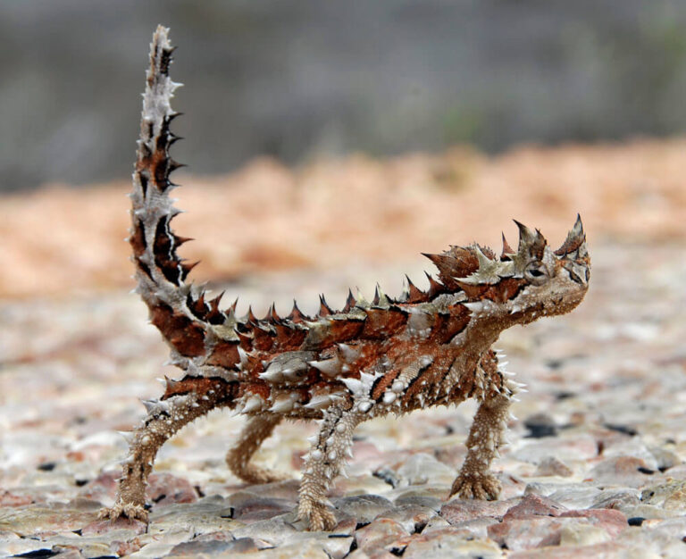 Thorny Devil: Fascinating Facts About This Unique Reptile