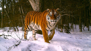 Tigers: The Majestic Apex Predator of the Wild | AnimalGator