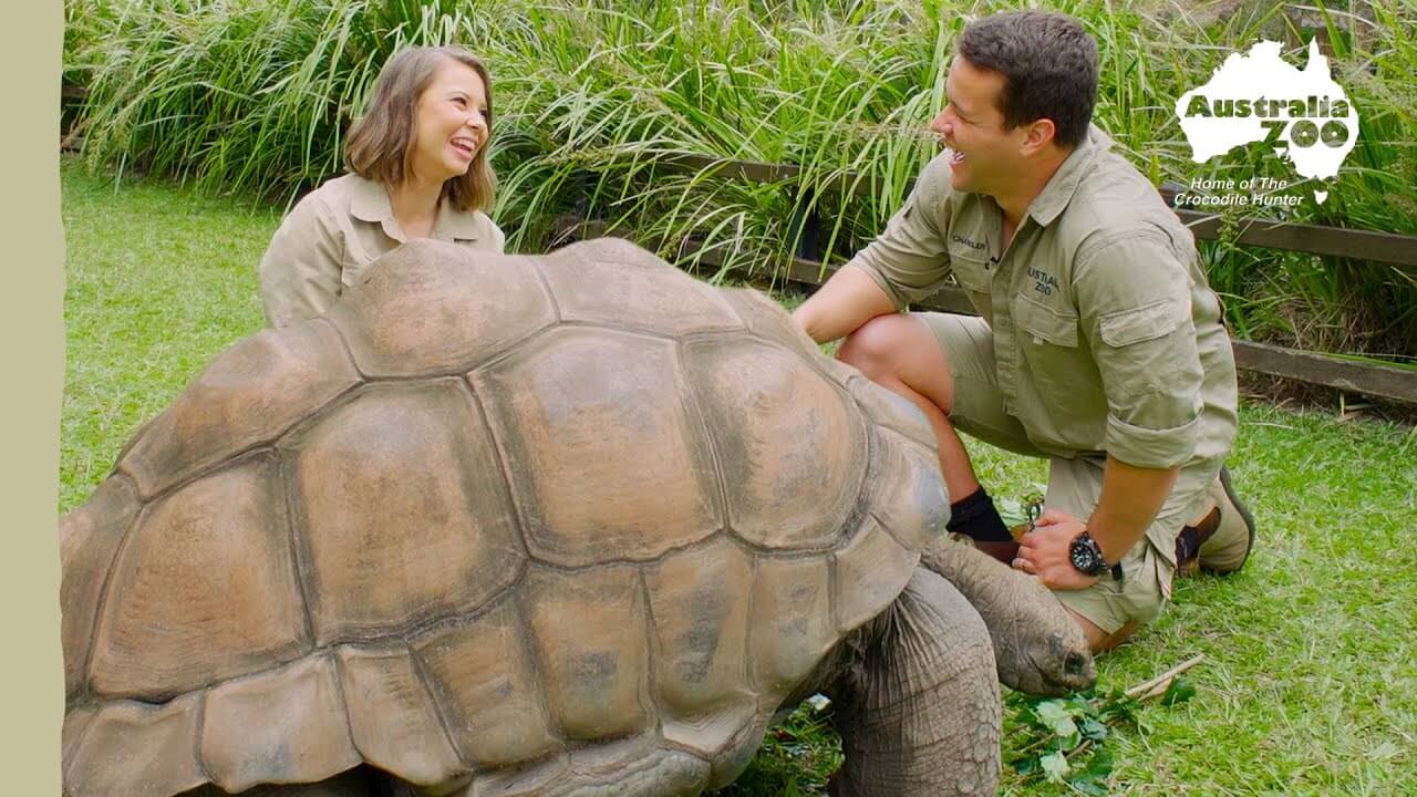Discover the Fascinating World of Tortoises: Facts & More