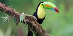 Discover Toucans: Fascinating Facts and Conservation Status