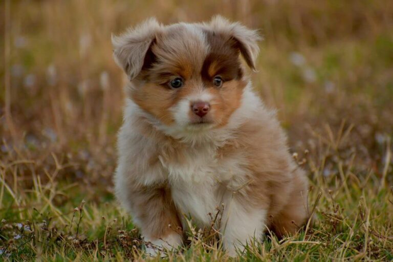 Toy Aussie Mix Dog Breed: Traits, Care, Temperament & More