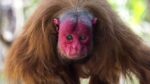Discover the Fascinating Uakari: Amazon's Unique Primate