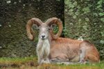 Discover the Urial: Habitat, Behavior, Diet, and Conservation
