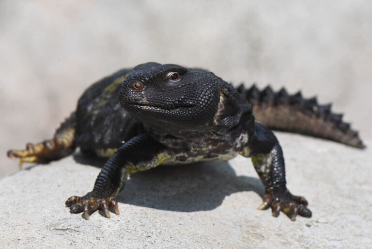 Explore the Uromastyx (Spiny-tailed Lizard): Traits & Habitat