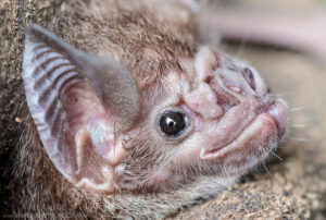 Fascinating Facts About the Vampire Bat (Desmodus rotundus)