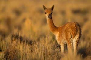 Vicuña (Vicugna vicugna): Habitat, Diet, and Conservation