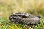 Viper: A Comprehensive Guide to the Venomous Snake Species