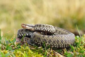 Viper: A Comprehensive Guide to the Venomous Snake Species