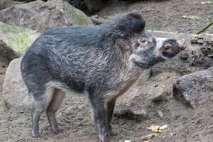 Discover the Visayan Warty Pig (Sus sebiferous): Facts & Habitat