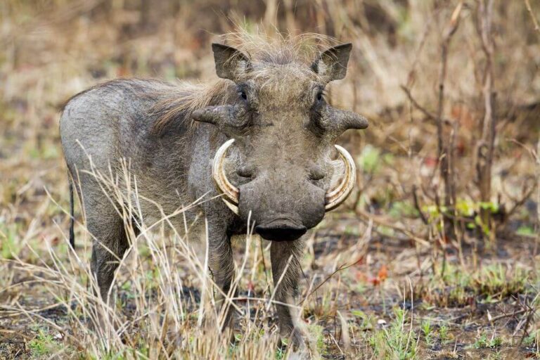 Warthog: The Resilient African Grazer of the Savanna