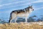 Wolf: Nature's Pack Leader and Apex Predator | AnimalGator