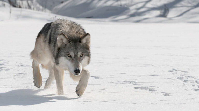 Wolf: Nature's Pack Leader and Apex Predator | AnimalGator