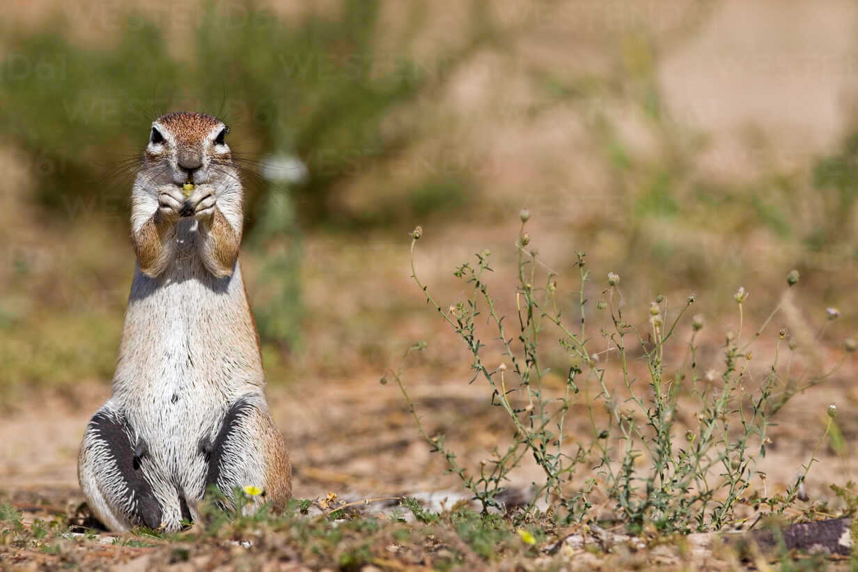 Discover the Xerus: African Ground Squirrel Insights