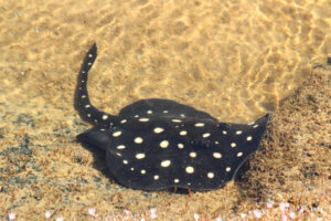 Xingu River Ray: Unique Freshwater Stingray of the Amazon