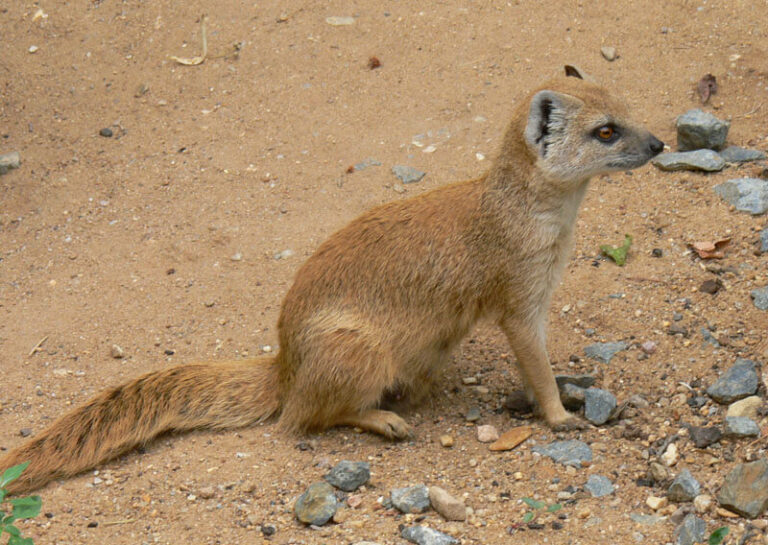 Discover the Yellow Mongoose: Facts, Habitat, and Behavior