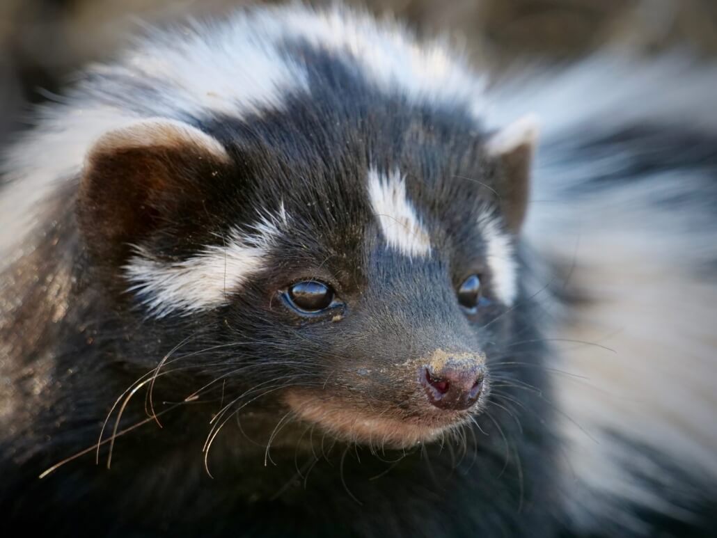 Zorilla: Fascinating Facts and Habitat Insights | AnimalGator