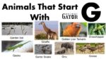 Top Animals that Start with G: Facts, Traits, & More