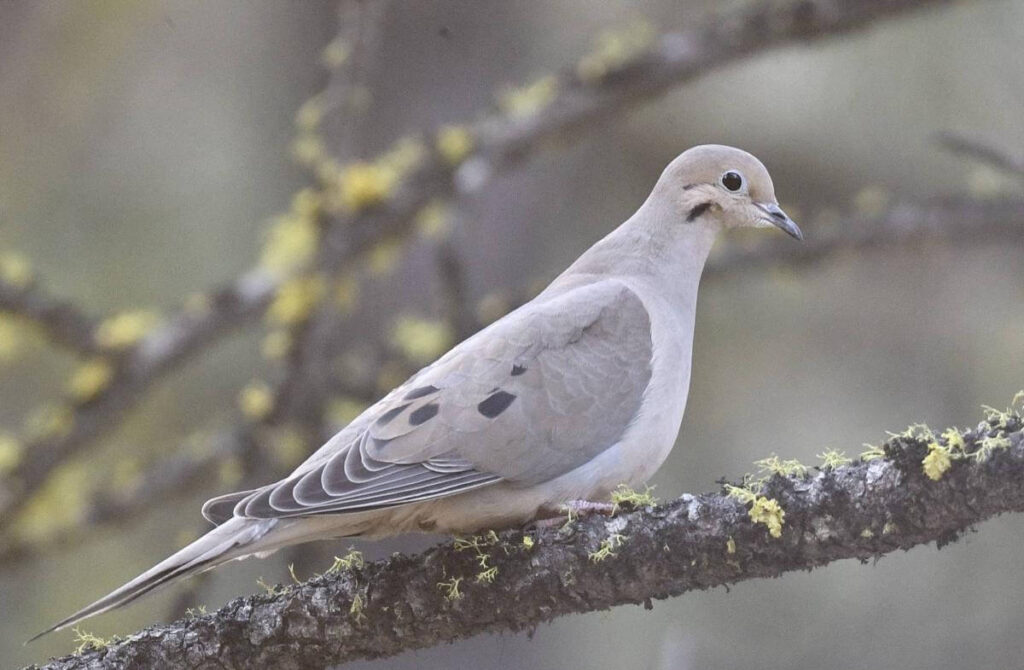Mourning Dove: Habitat, Behavior, Diet & Conservation Insights