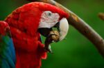 Macaw: Classification, Behavior, Diet, and Conservation Insights