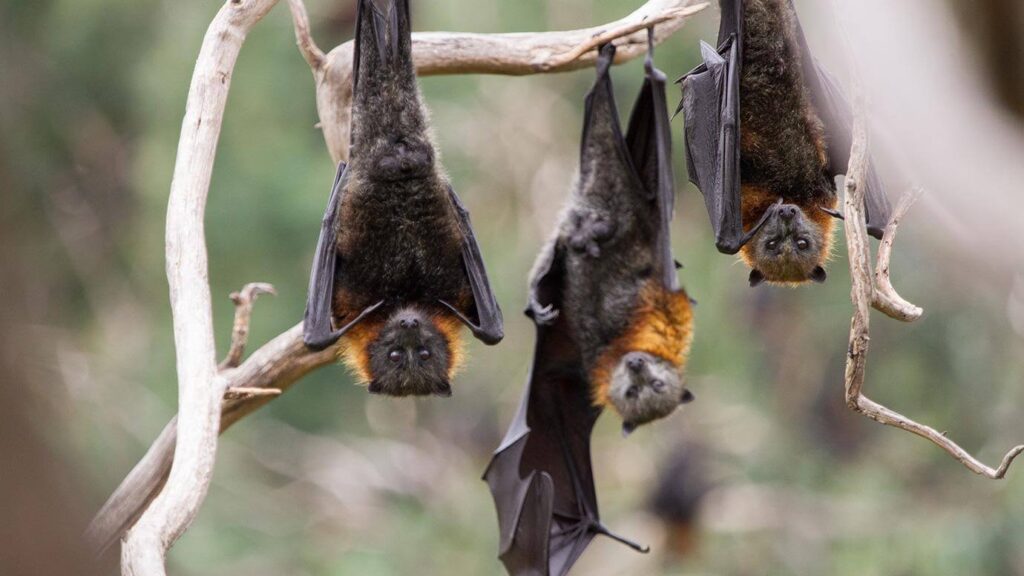 Top 300+ Bat Names with Meaning: Cool, Mythical & Cute Options