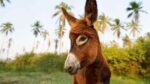 Unique & Fun Donkey Names: 200+ Ideas for Your New Donkey