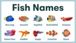 300+ Cute & Catchy Fish Names for Your Aquatic Friends