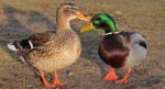 200+ Duck Names: Funny, Cute, Unique Ideas for Your Friend
