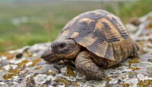Top 10 Small Tortoise Species: Perfect Pets for Reptile Lovers