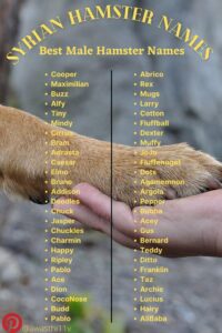 150+ Cute and Funny Hamster Names for Males and Females