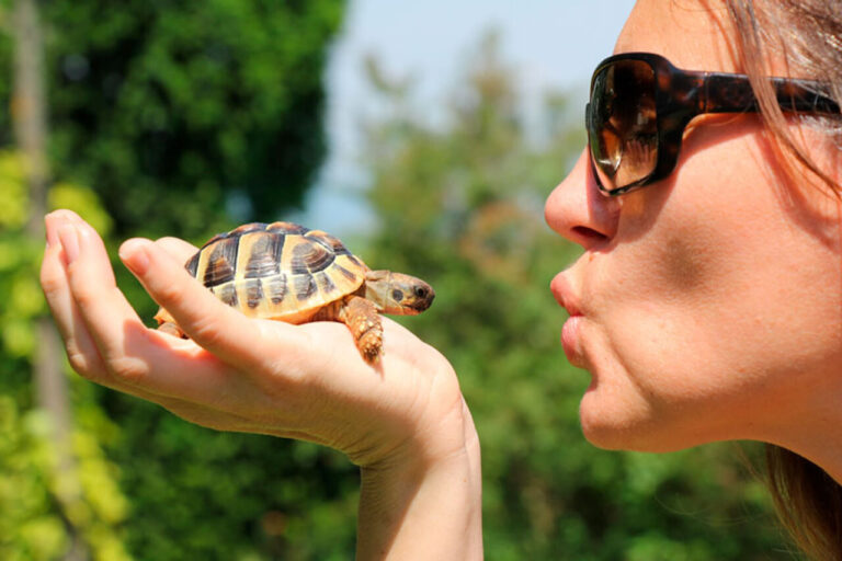 Top 10 Small Tortoise Species: Perfect Pets for Reptile Lovers