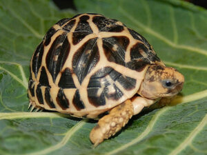 Top 10 Small Tortoise Species: Perfect Pets for Reptile Lovers
